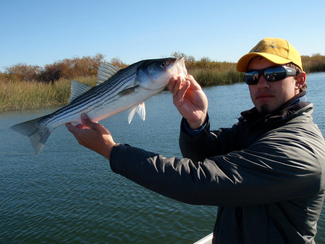 Stripers, California Delta