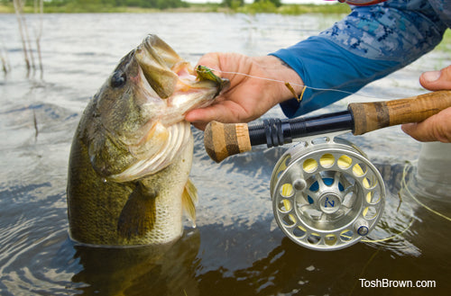 The Bass List